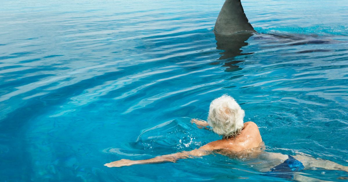 Dive into the Shark Quiz: Can You Pass the Ultimate Test? - Heywise